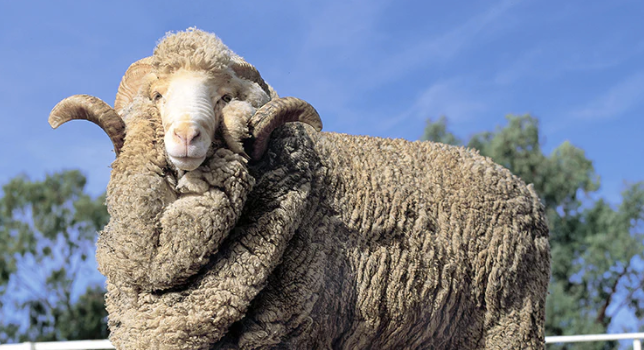 Merino Wool: The Ultimate Natural Performance Fabric