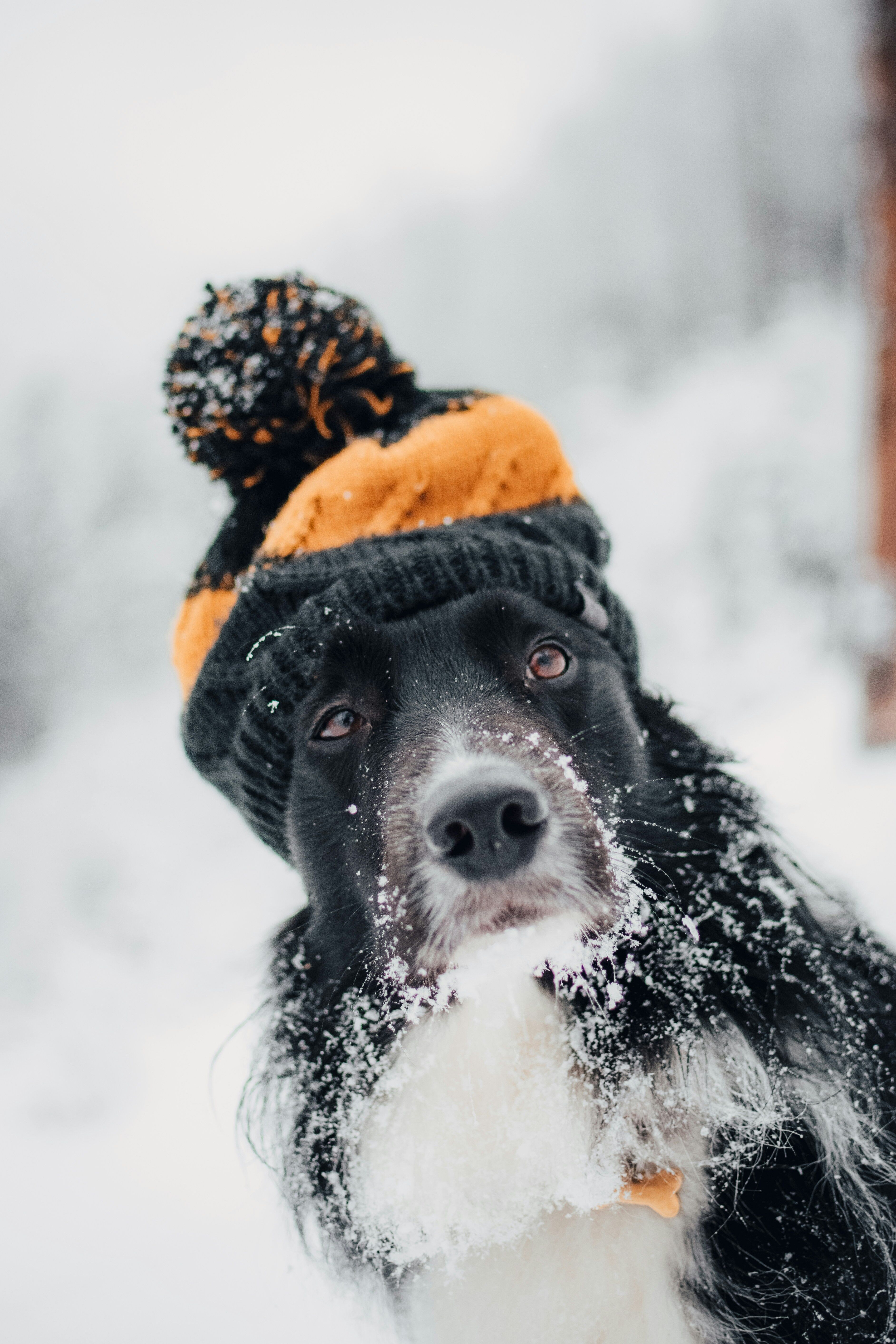 Hiking with Dogs in ALL Seasons: At SENDY we love to bring our dogs along on our adventures!